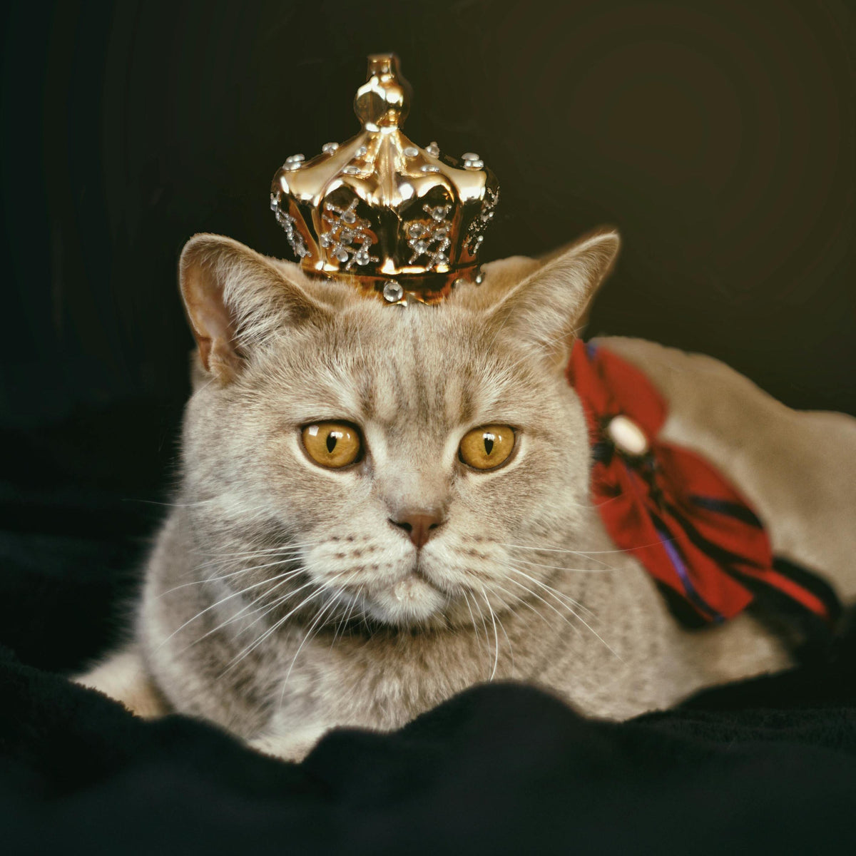 Royal Portraits: Why We Love Seeing Ourselves as Kings and Queens ...